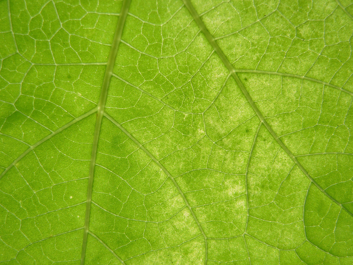 Chlorophyllin-Copper Complex (CI 75810) | Olive Tree People