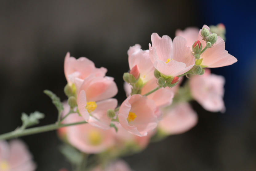 Malva Sylvestris (Mallow) Extract | Olive Tree People
